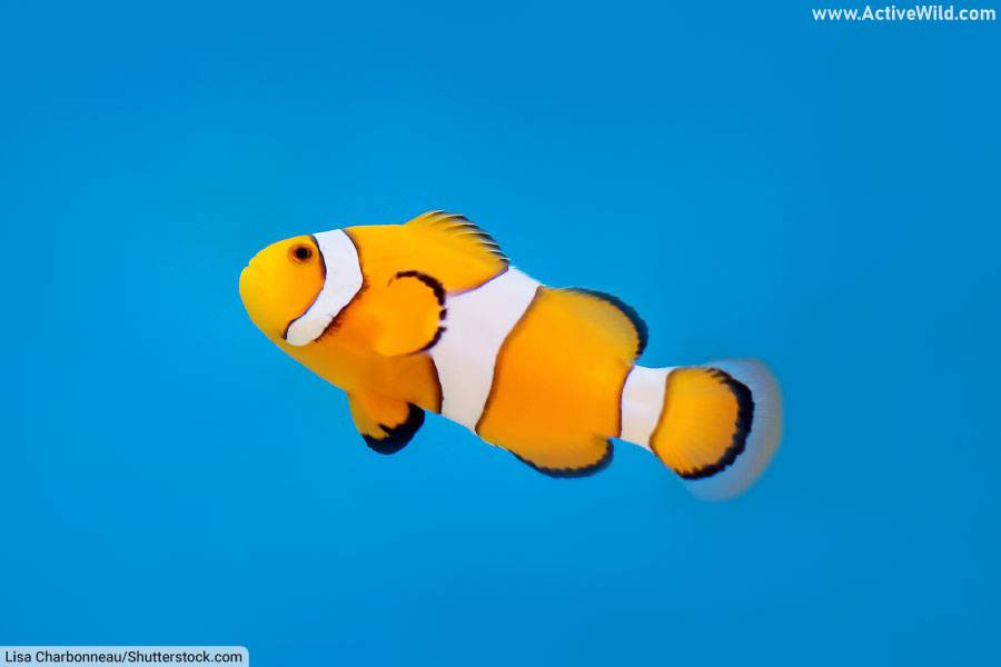 Types Of Animals Major Animal Groups With Examples Pictures Types Of Animals Major Animal Groups With Examples Pictures