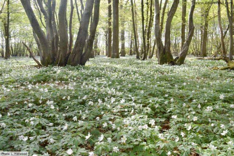 Woodland Animals: List With Pictures & Interesting Facts | Environment.org
