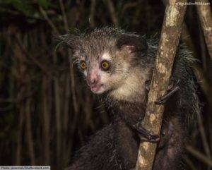 Ugly Animals List With Pictures & Facts: The World’s Ugliest Species ...