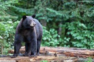 Types Of Bears – Pictures & Facts On All Eight Bear Species ...
