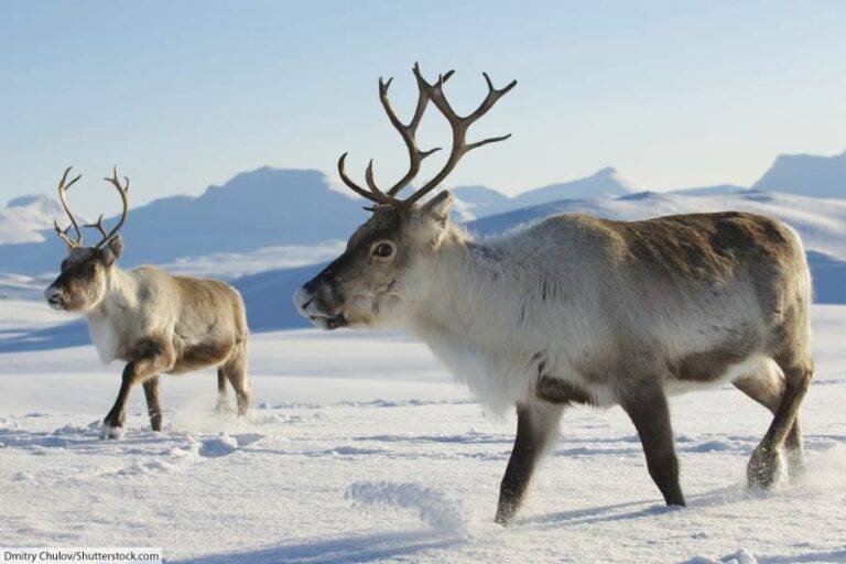 Christmas Animals: Animals Associated With Christmas From All Around ...