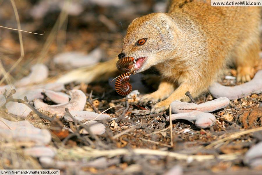 Examples Of Carnivores – Carnivorous Animals Pictures & Interesting ...