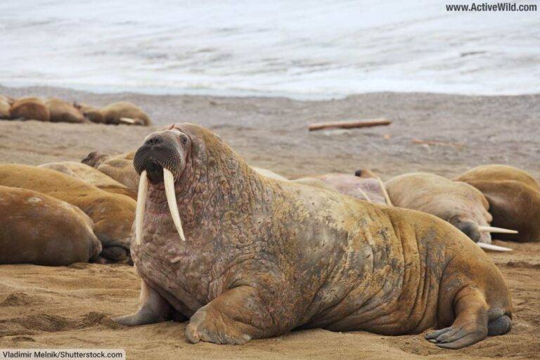 Walrus Facts & Pictures – Discover The Iconic Tusked Arctic Animal ...