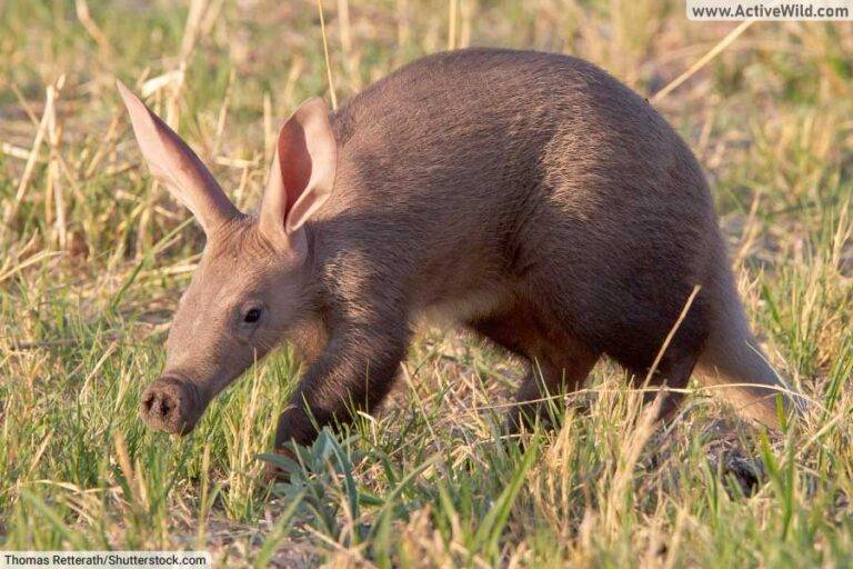 Weird Animals – A List Of The World’s Strangest Species | Environment.org