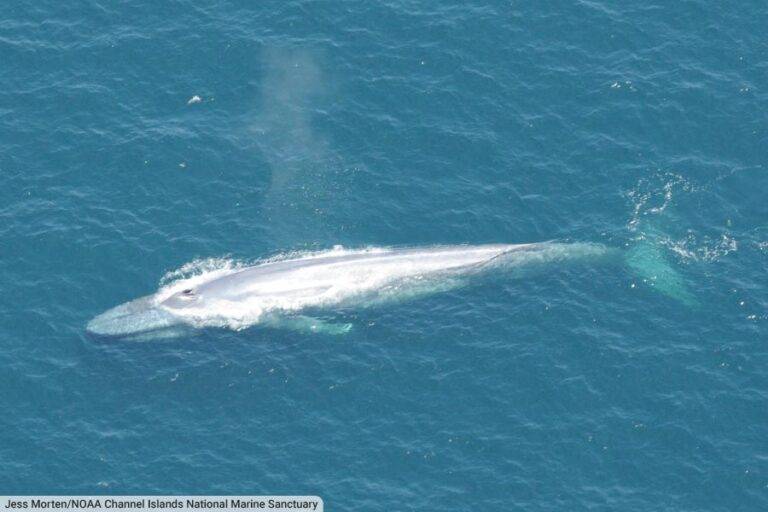 Blue Whale Facts: Complete Guide To The Largest Animal That Has Ever ...