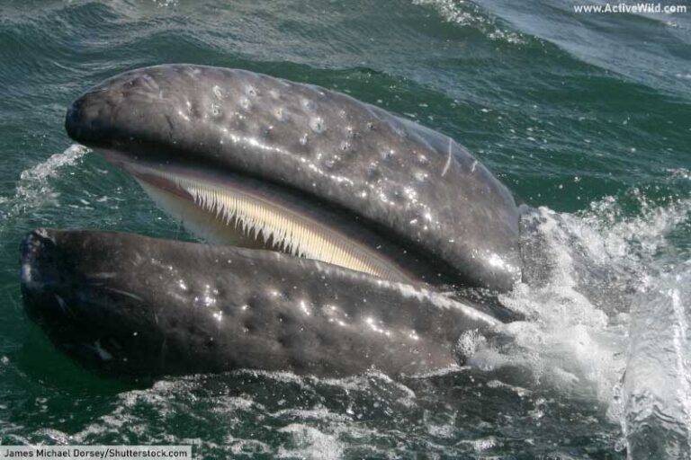 Cetaceans Facts, Complete Guide To Whales, Dolphins & Porpoises ...