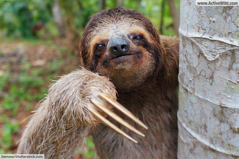 Brown-Throated Sloth Facts, Bradypus Variegatus Species Guide ...