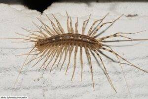 Centipede Facts – Your Complete Guide To Centipedes | Environment.org