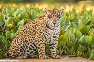 Types Of Wild Cats: All Cats In The Cat Family | Environment.org