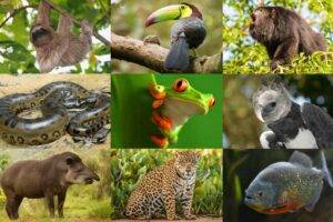 Rainforest Animals List With Pictures, Facts: Interesting Rainforest ...