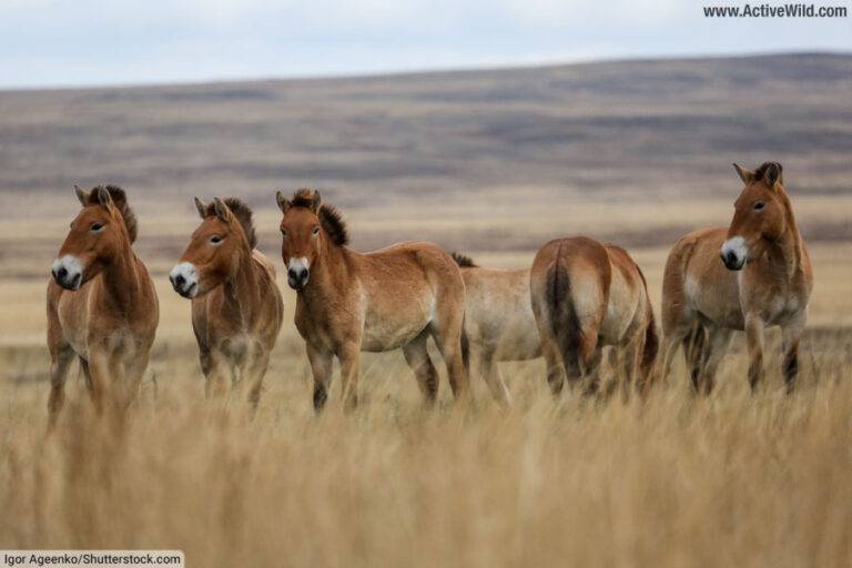 Animals That Are Extinct In The Wild 2024 List | Environment.org