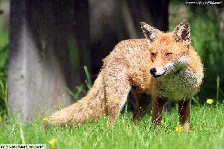 Foxes: Fox Facts, Different Types Of Foxes With Pictures | Environment.org