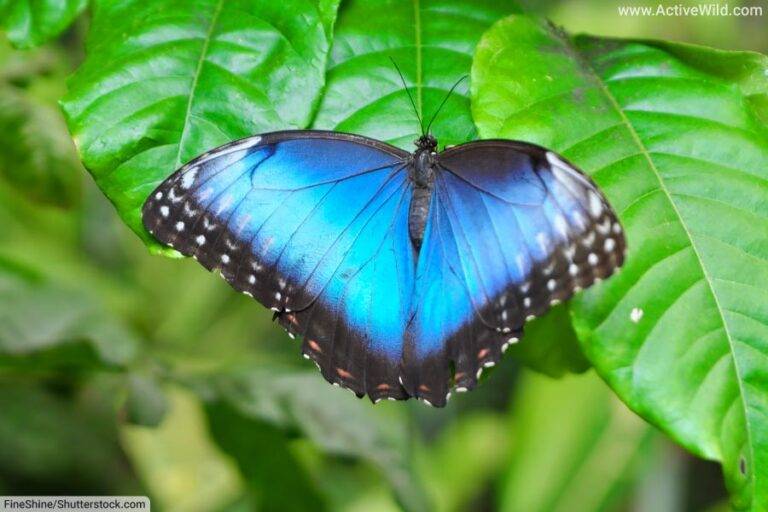 The World’s Most Beautiful Butterflies: Pictures & Facts | Environment.org