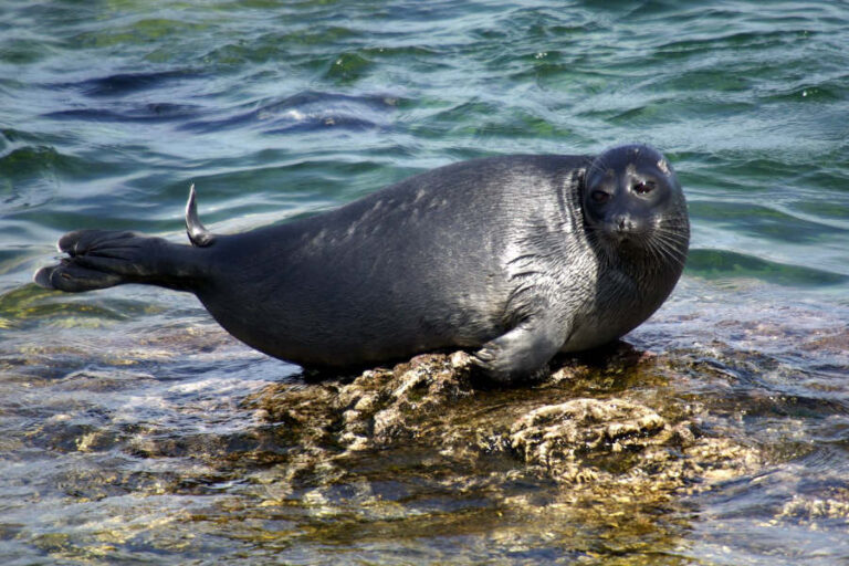 Types Of Seals: List Of All Seal Species With Pictures & Facts ...
